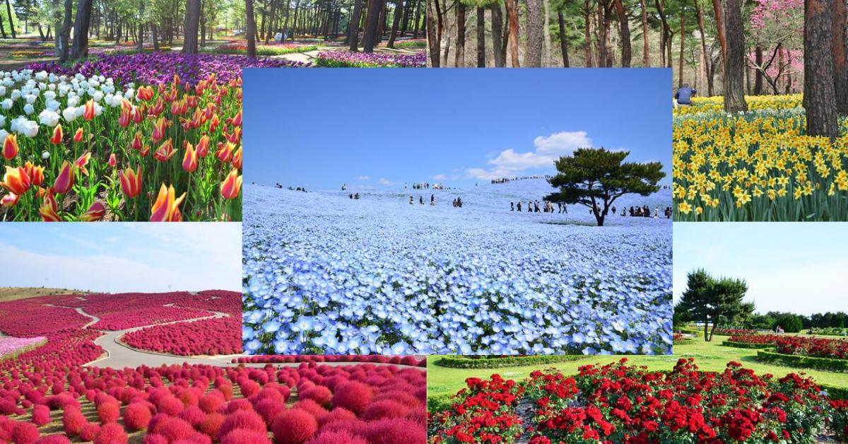 O Espetáculo da Floração no Parque Hitachi Seaside - EhJapa